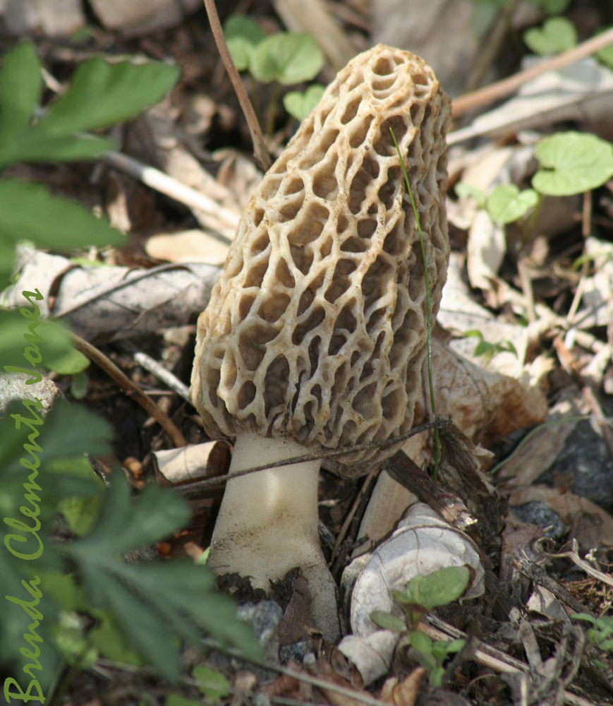Morels – Tendrils