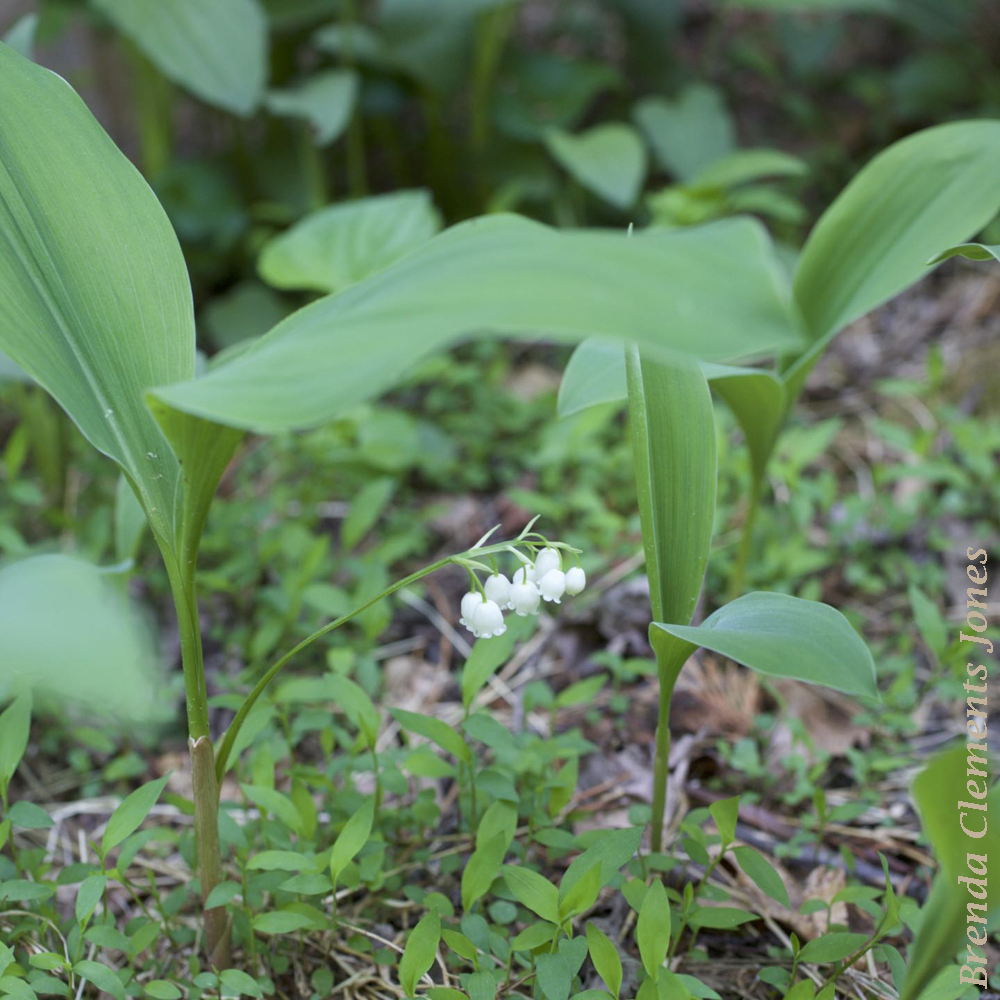 American Lily of the Valley