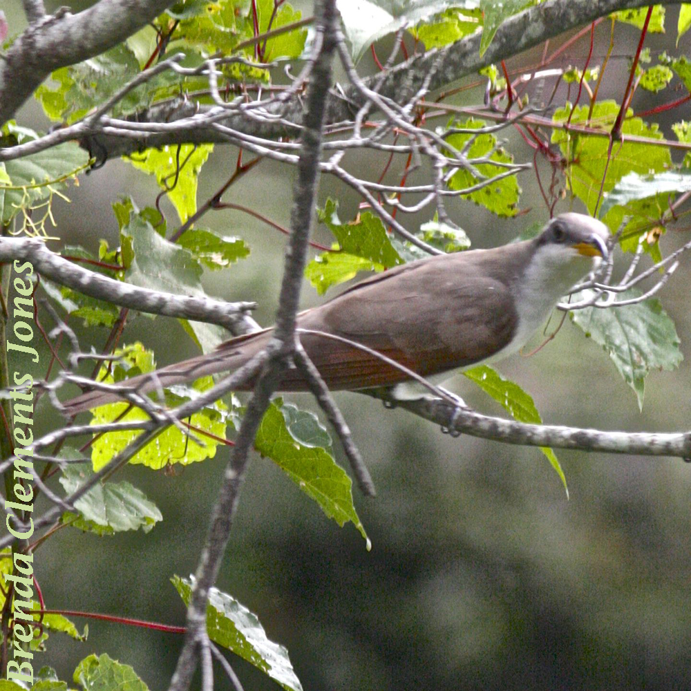 Yellow-billed Cuckoo