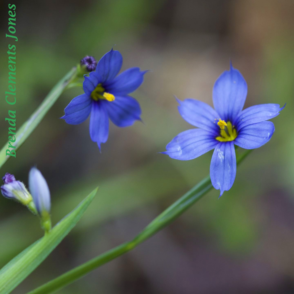 Slender Blue-eyed Grass