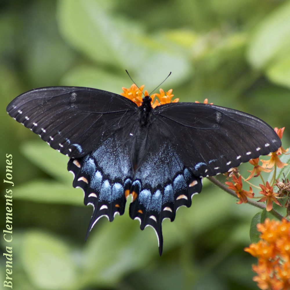 Spicebush Swallowtail