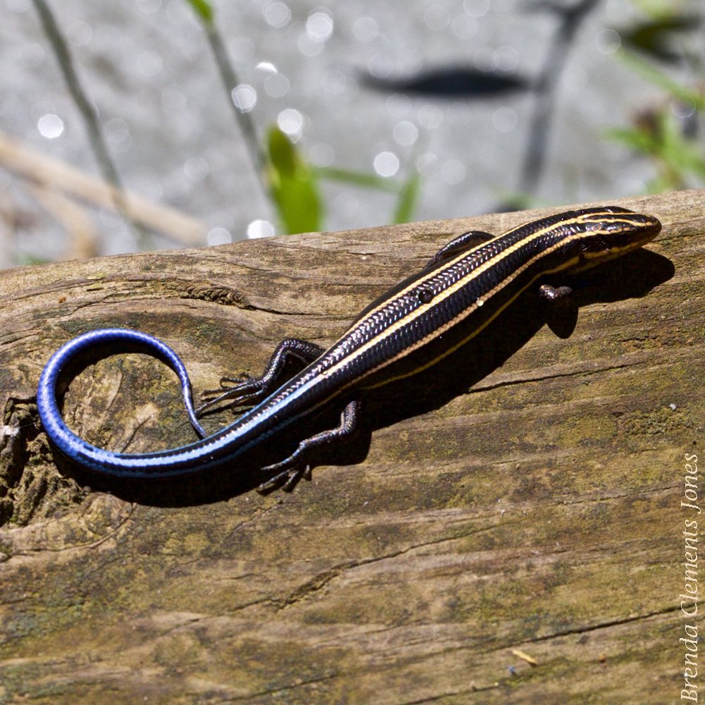 Another Visit By Adult Skinks – Tendrils