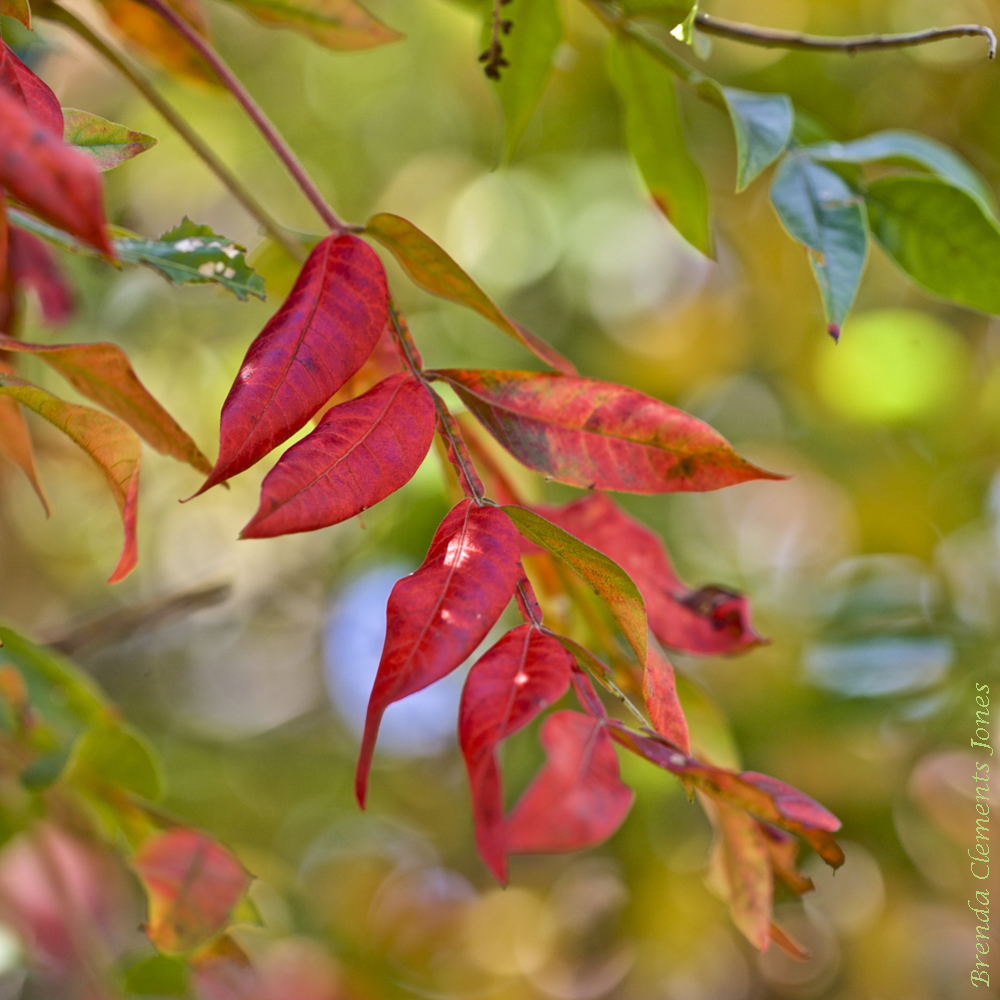 Color – Tendrils