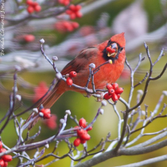 Red – Tendrils