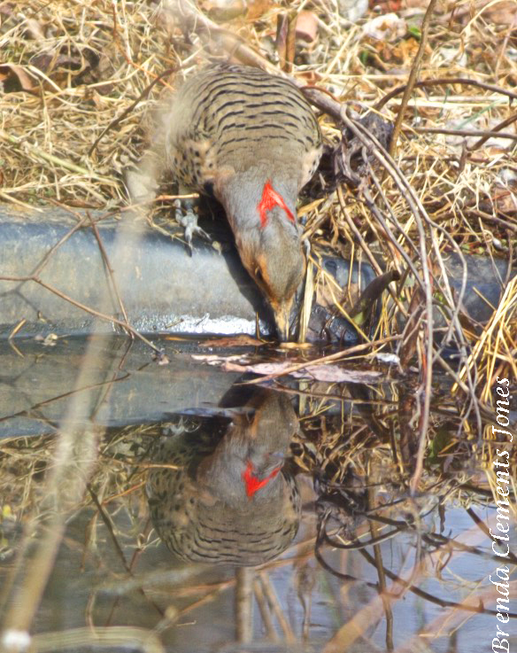 Flicker Reflection – Tendrils