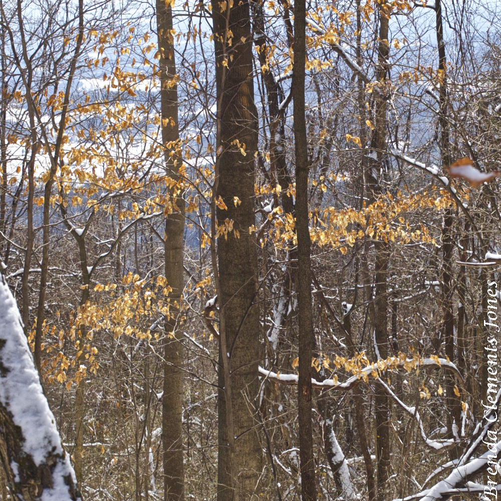 American Beech In Winter – Tendrils