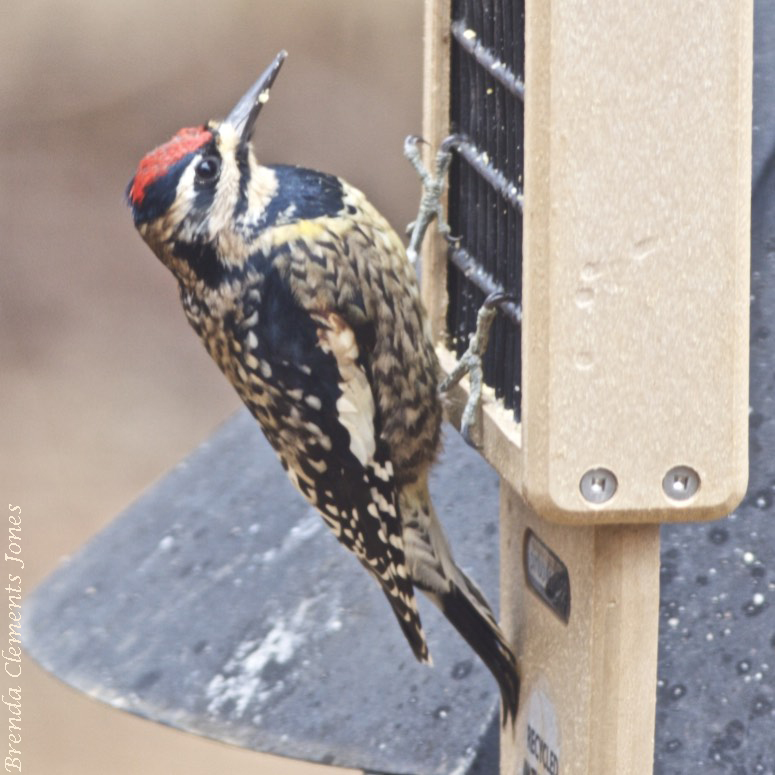 Woodpecker Colors – Tendrils