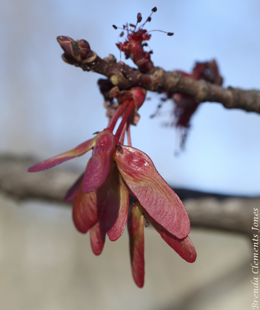 Various Shades Of Red – Tendrils