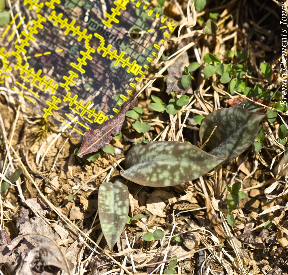 An Early Lily – Tendrils