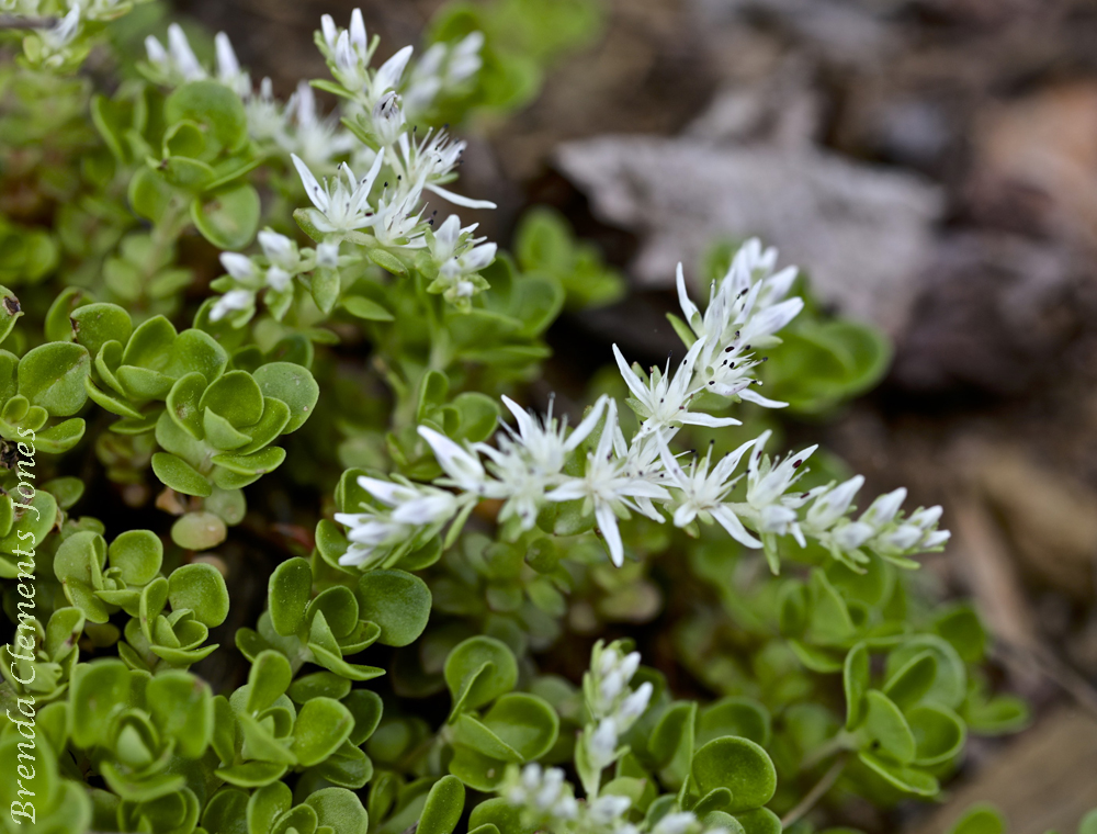 Woodland Stonecrop – Tendrils