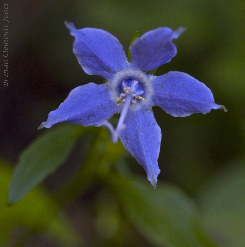 Tall Bellflower Tendrils