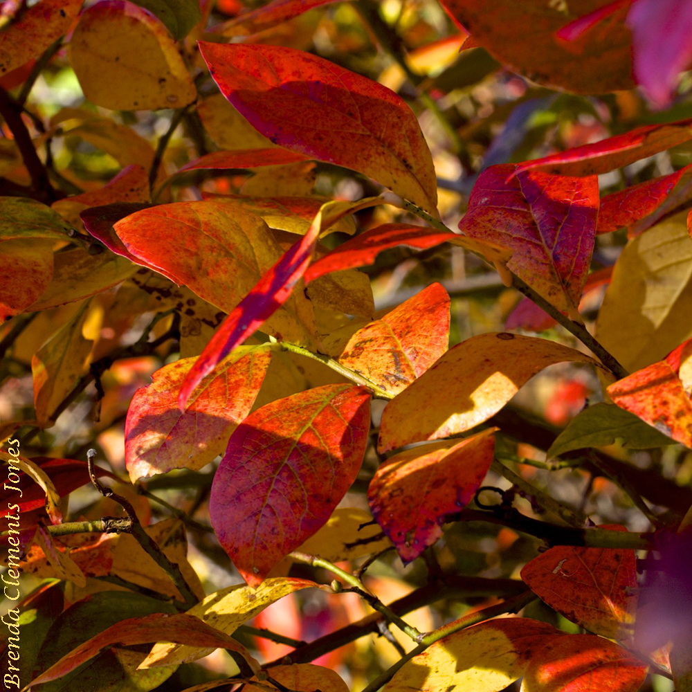 Blueberry Red – Tendrils