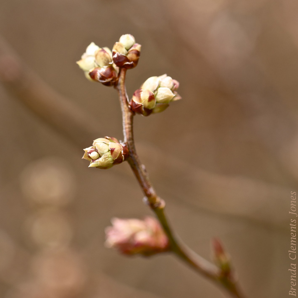Little Buds – Tendrils