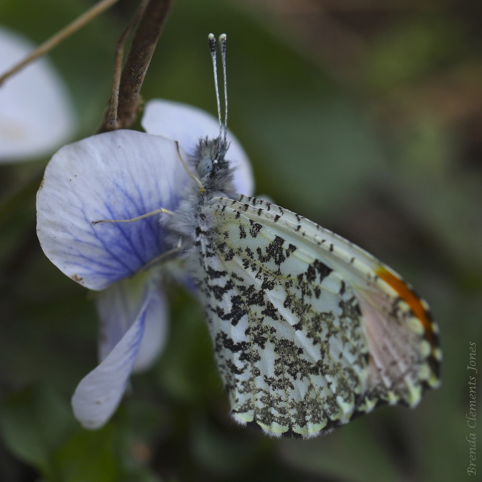 Early Spring Butterfly – Tendrils