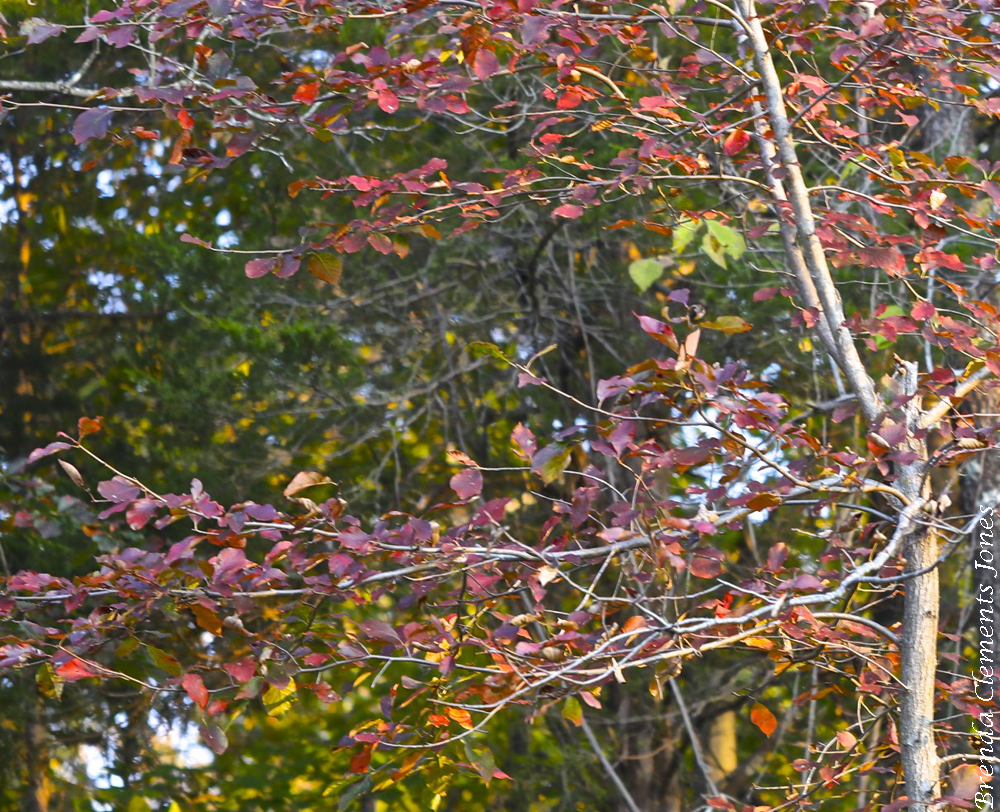 An Early Red – Tendrils