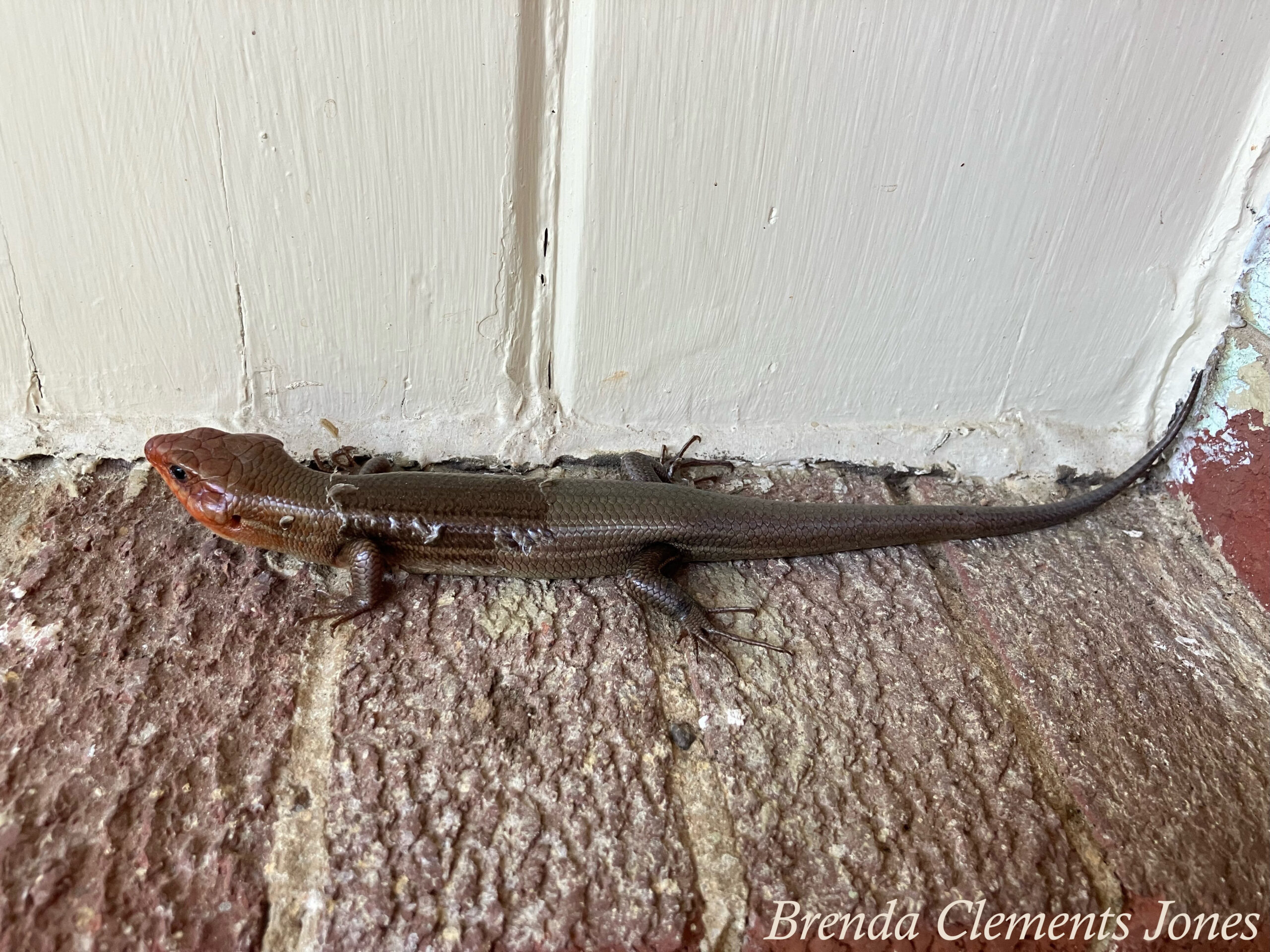 A Big Skink! – Tendrils