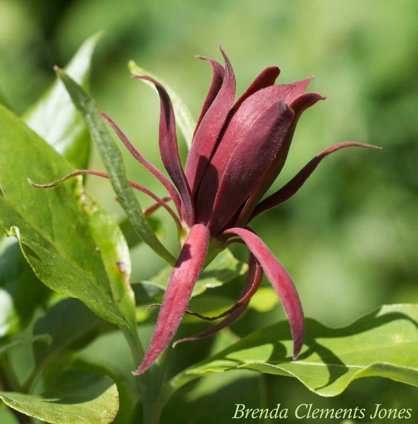 Deep Red Blooms – Tendrils