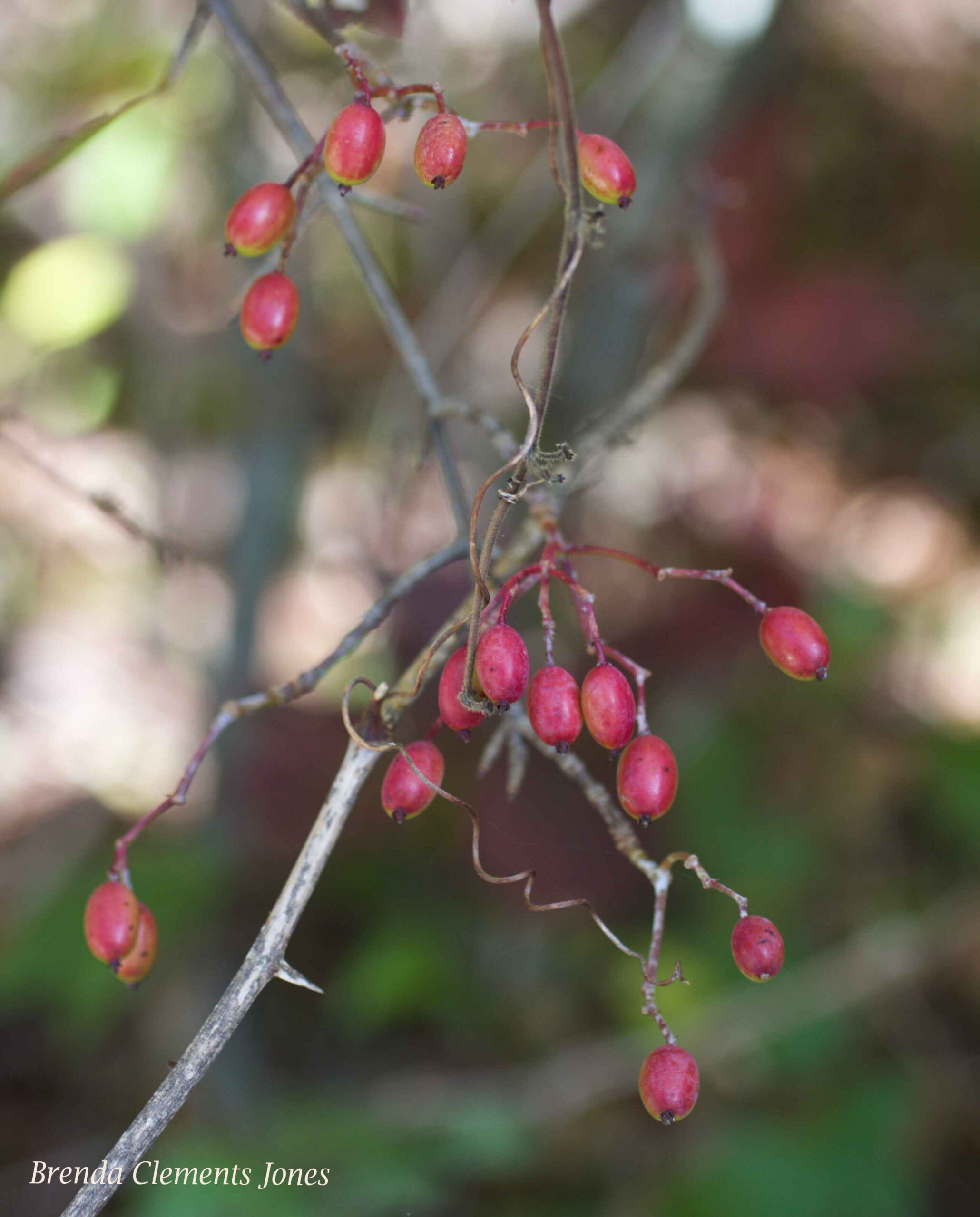 What Are Drupes? – Tendrils