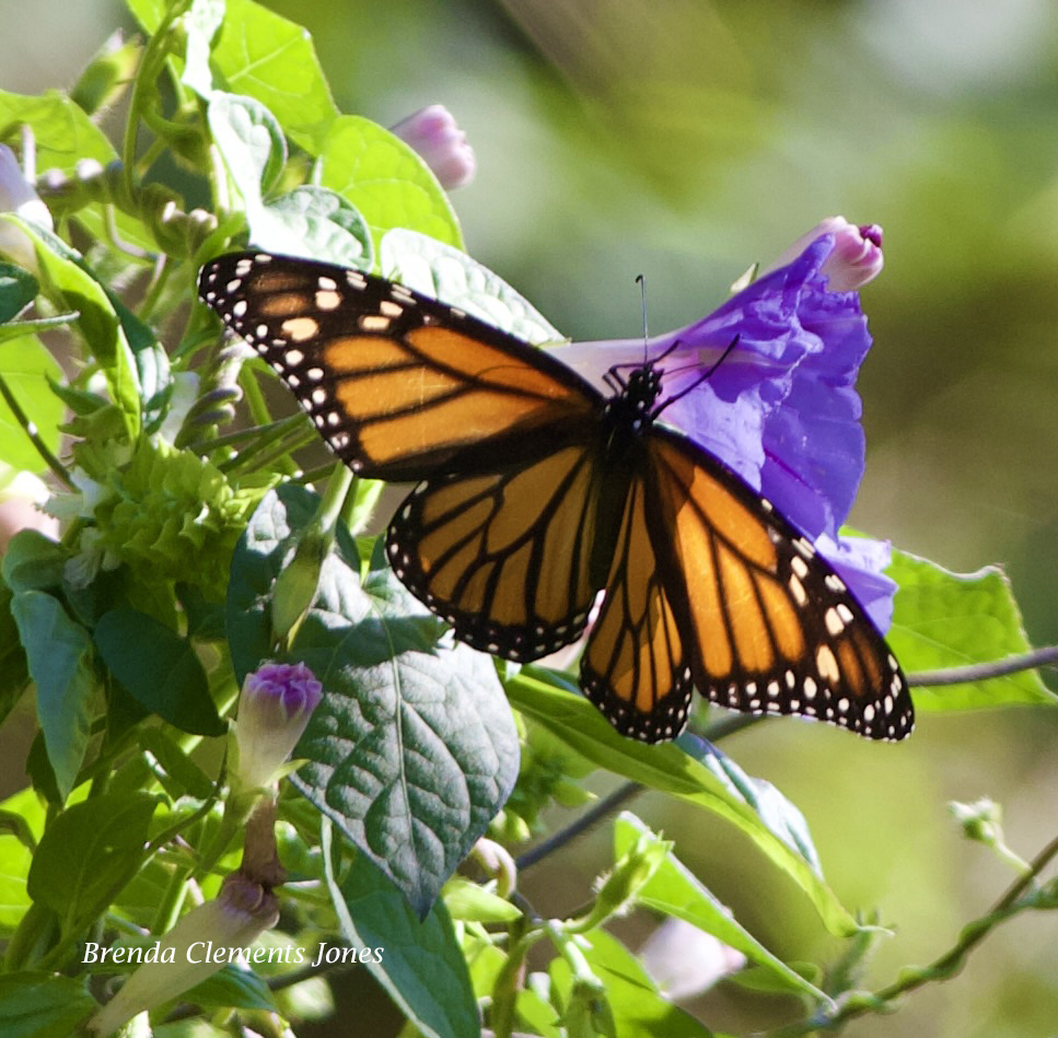Monarch – Tendrils