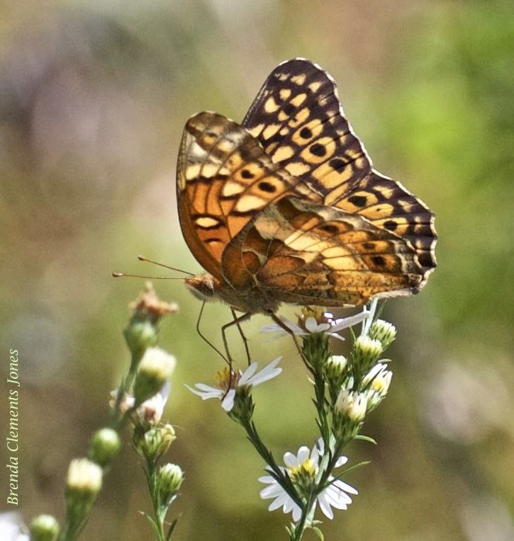 Variegated Fritillary Enjoying Aster Blooms – Tendrils
