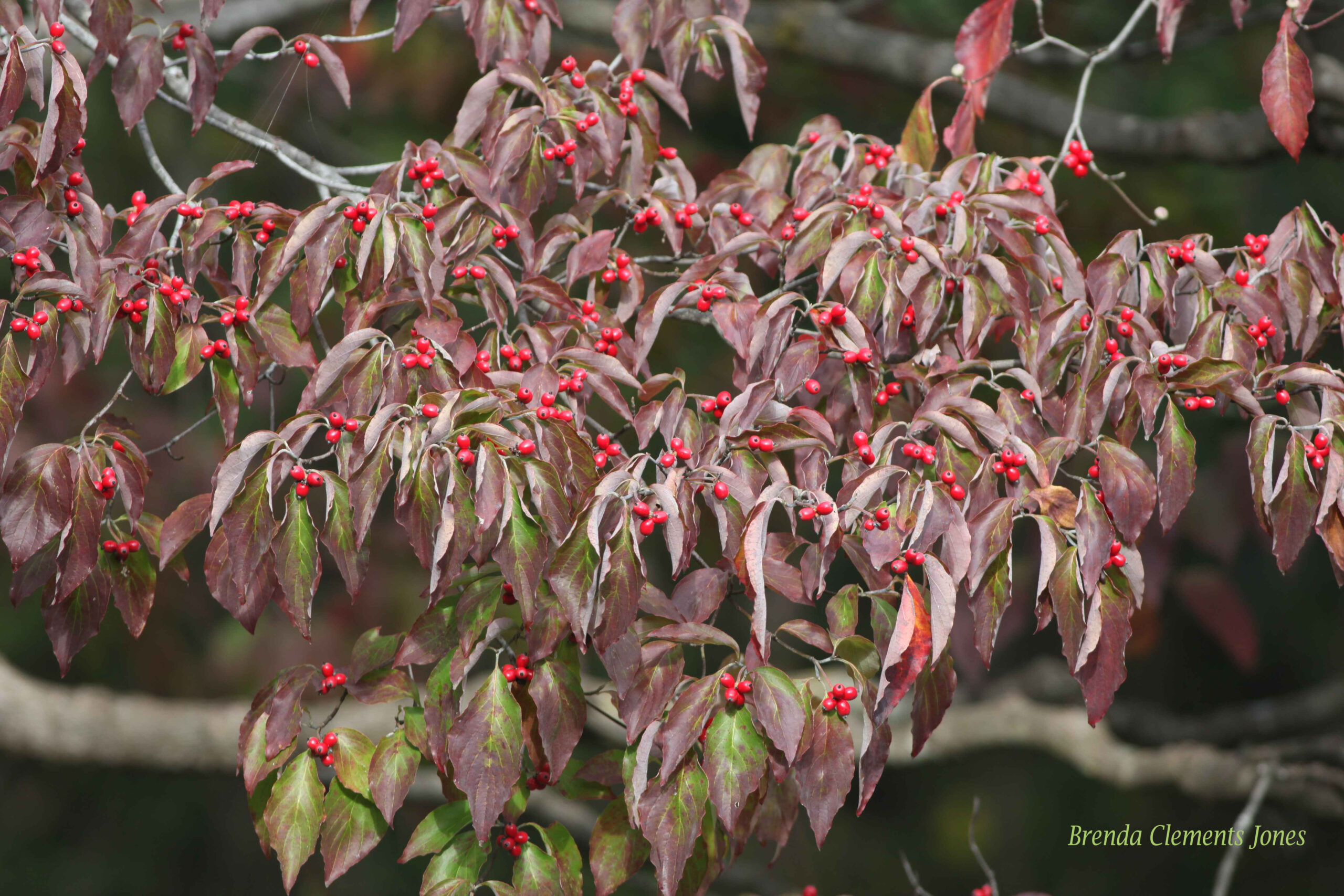 Shades Of Red – Tendrils