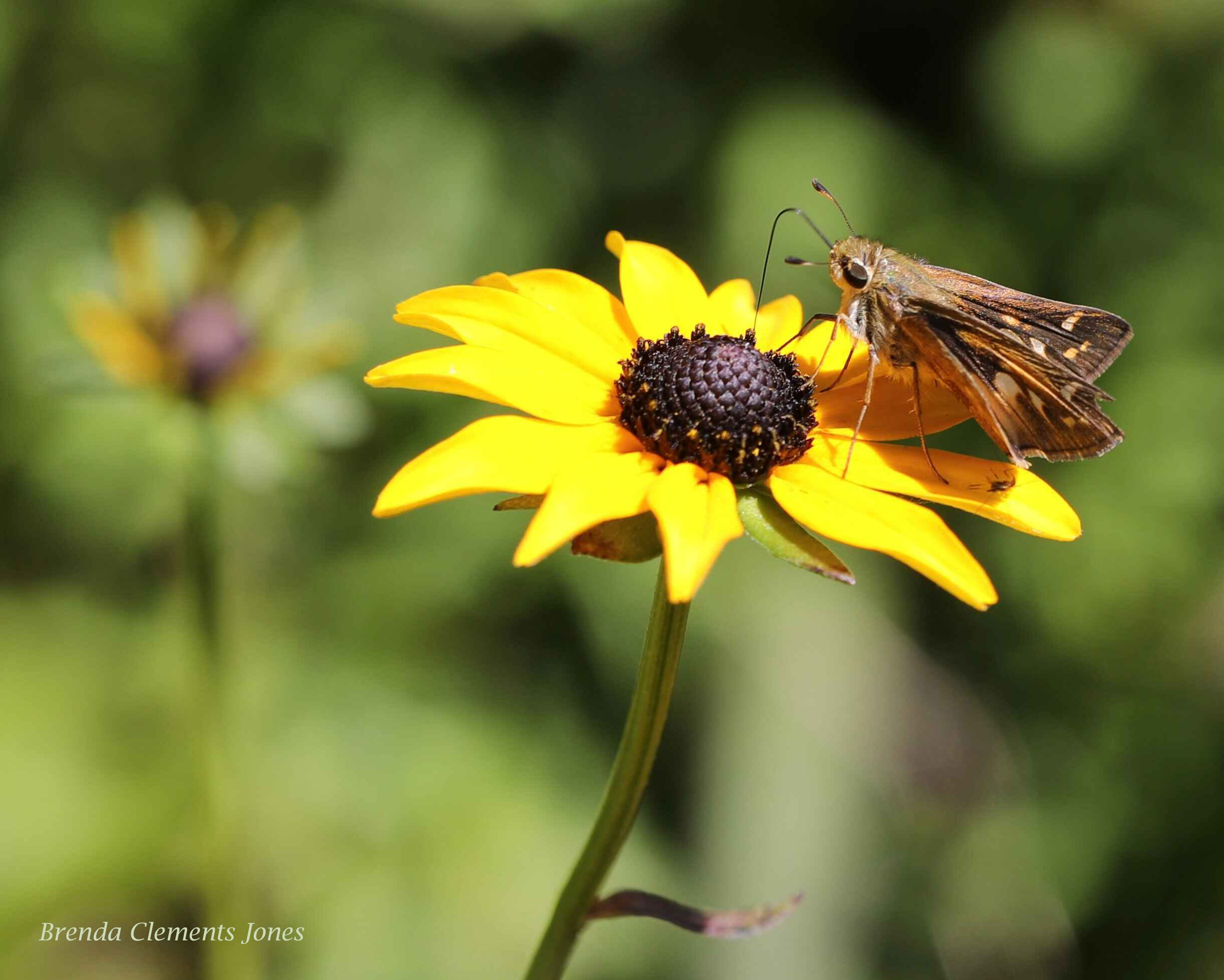 What Is A Skipper? – Tendrils