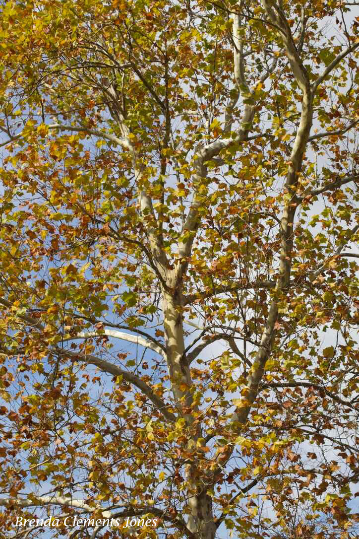 Peely Bark – Tendrils