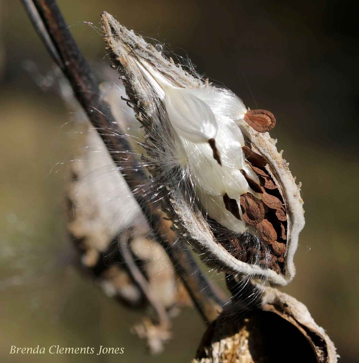 Relying On Wind Dispersal – Tendrils