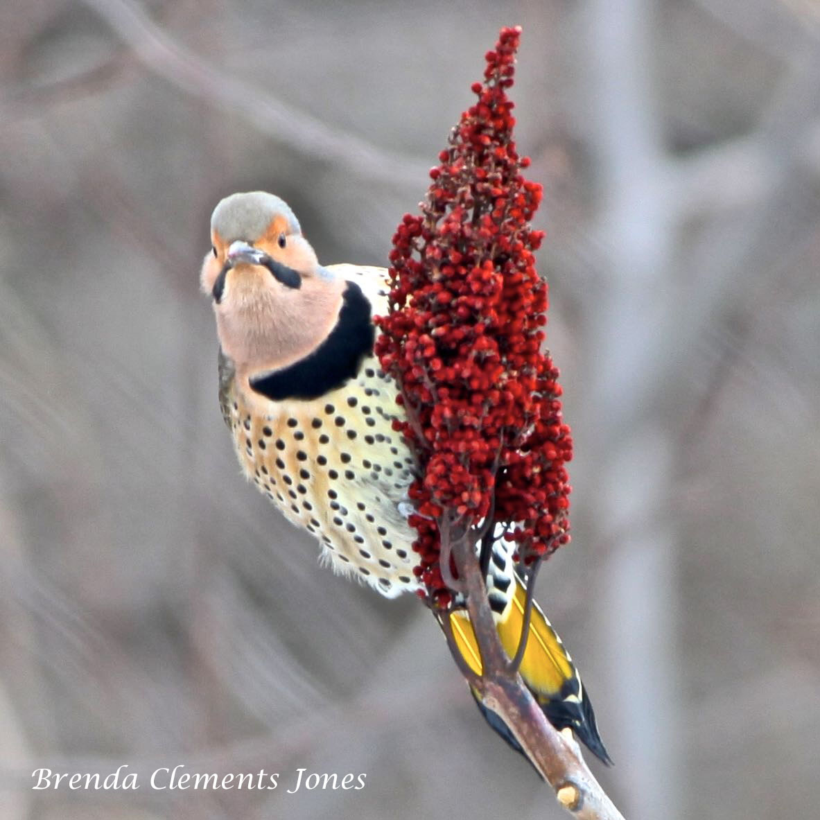 Showing Off His Color – Tendrils